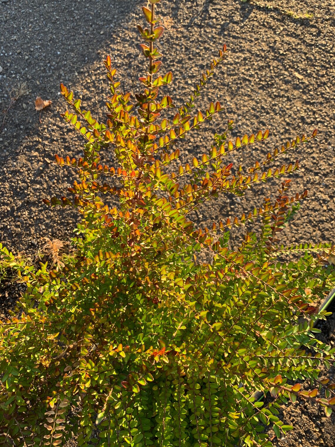 Lonicera Nitida 'red Tips' - Etsy