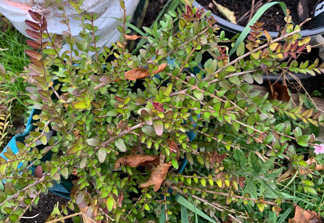 Lonicera Nitida 'red Tips' - Etsy