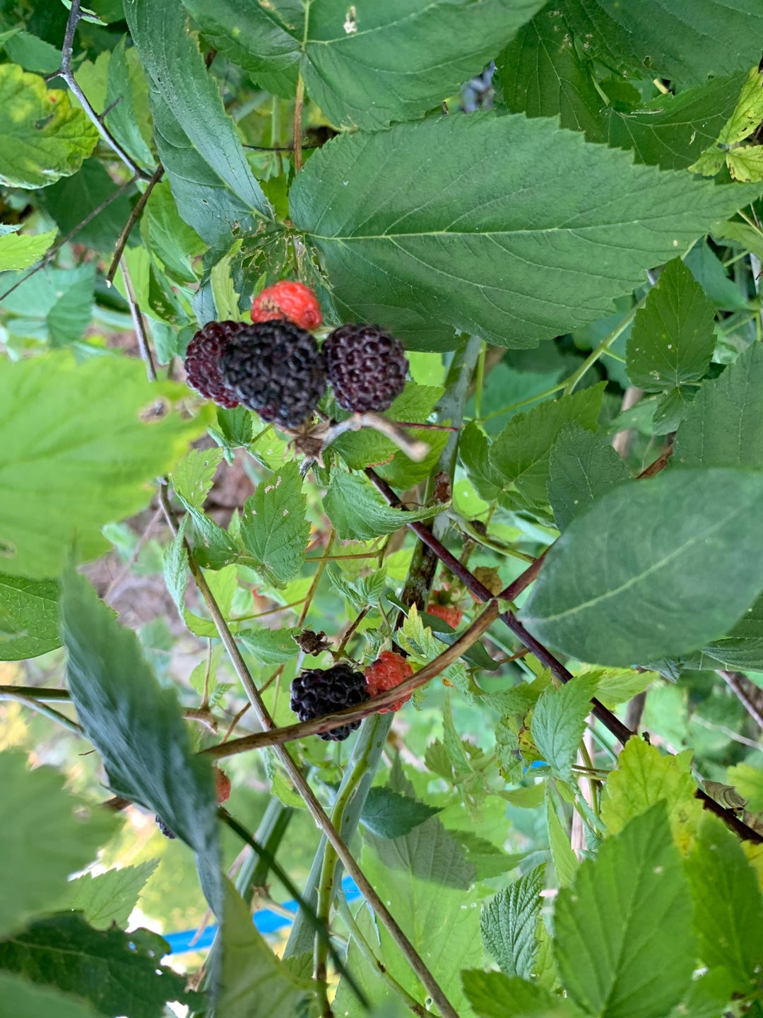 Rubus 'jewel' - Black Raspberry - Etsy