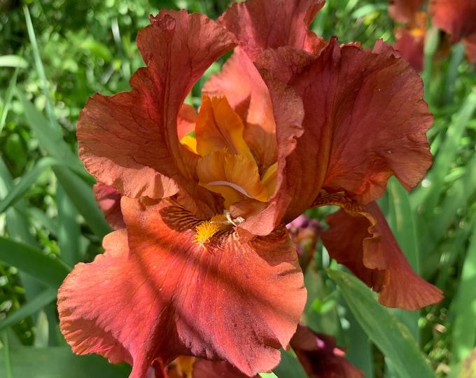 Iris, TB 'lest We Forget' - Tall Bearded Iris - Etsy