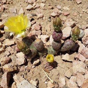 Opuntia Fragilis (potato Cactus) COLD HARDY CACTUS - Etsy