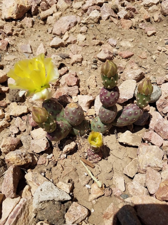 Opuntia fragilis Potato Cactus COLD HARDY CACTUS | Etsy