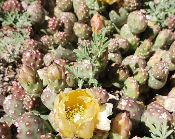Opuntia Fragilis 'alberta Sunset' COLD HARDY CACTUS - Etsy