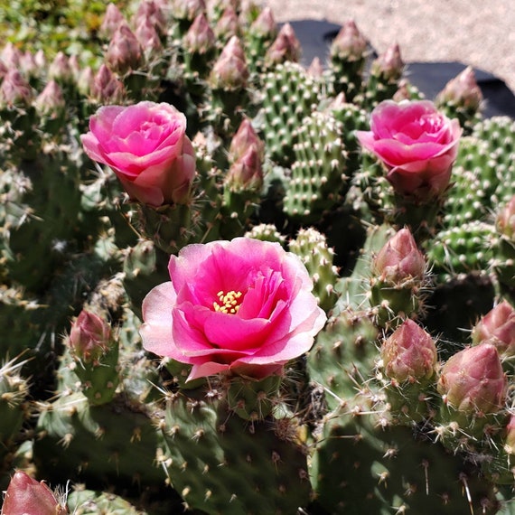 Home & Living Opuntia hybrid 'Ruby Dream' COLD HARDY CACTUS Succulents ...