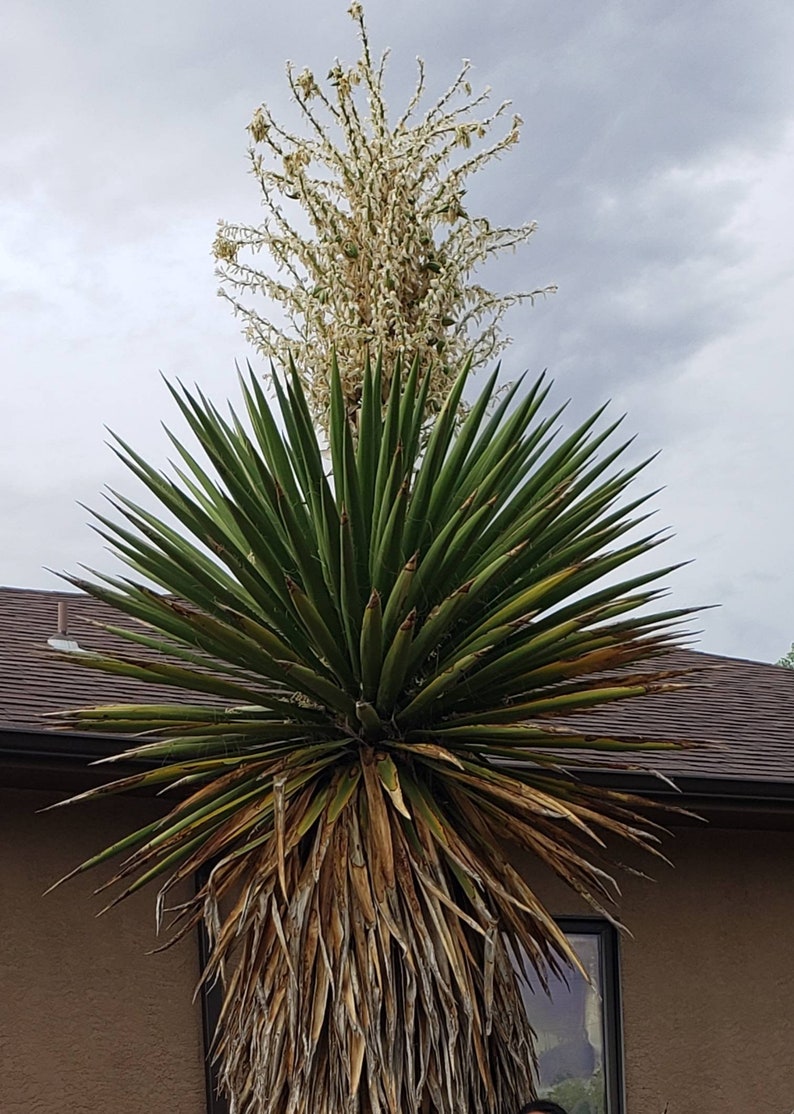 Yucca Faxoniana COLD HARDY CACTUS - Etsy