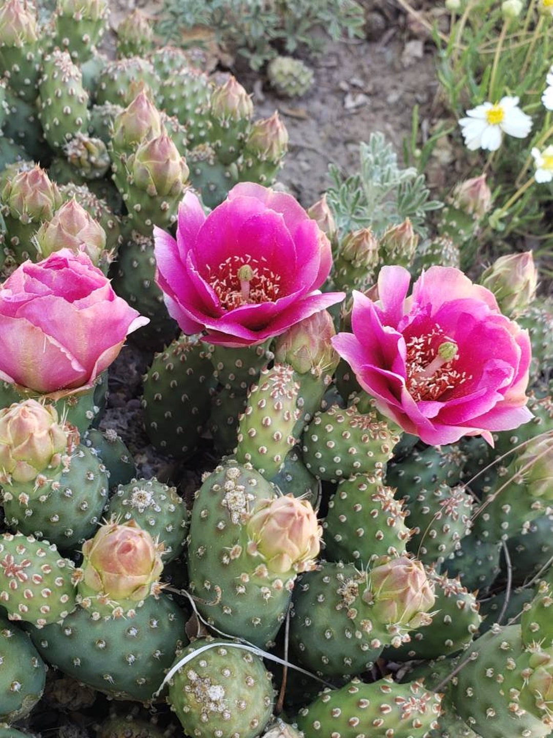 Opuntia Fragilis 'alberta Sunset' COLD HARDY CACTUS - Etsy