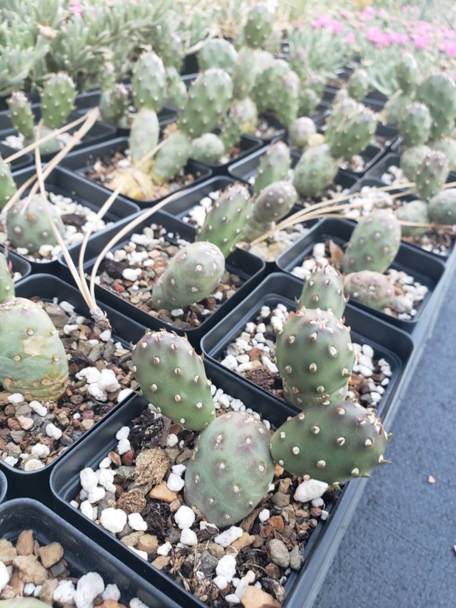 Opuntia Fragilis (potato Cactus) COLD HARDY CACTUS - Etsy