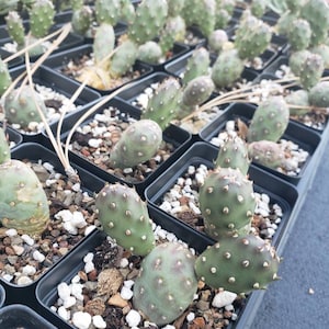 Opuntia Fragilis (potato Cactus) COLD HARDY CACTUS - Etsy