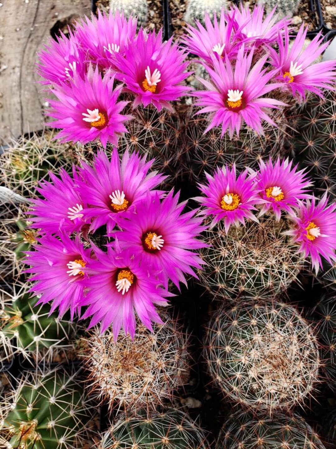 Coryphantha escobaria Vivipara COLD HARDY CACTUS - Etsy