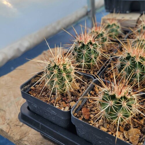 Opuntia Fragilis potato Cactus COLD HARDY CACTUS - Etsy