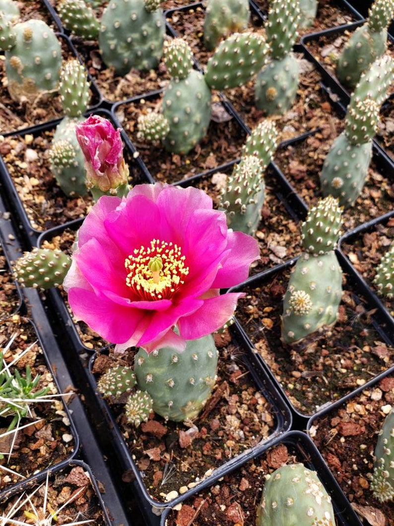 Opuntia Fragilis 'alberta Sunset' COLD HARDY CACTUS - Etsy