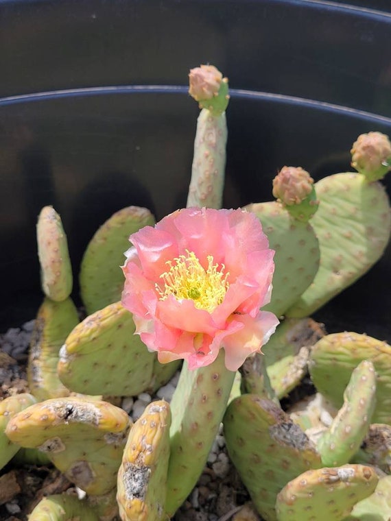 Opuntia Aurea X Pinkavae 'pink' COLD HARDY CACTUS - Etsy UK