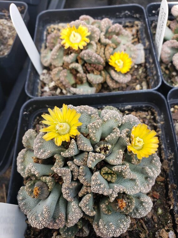 Titanopsis calcarea COLD HARDY CACTUS | Etsy