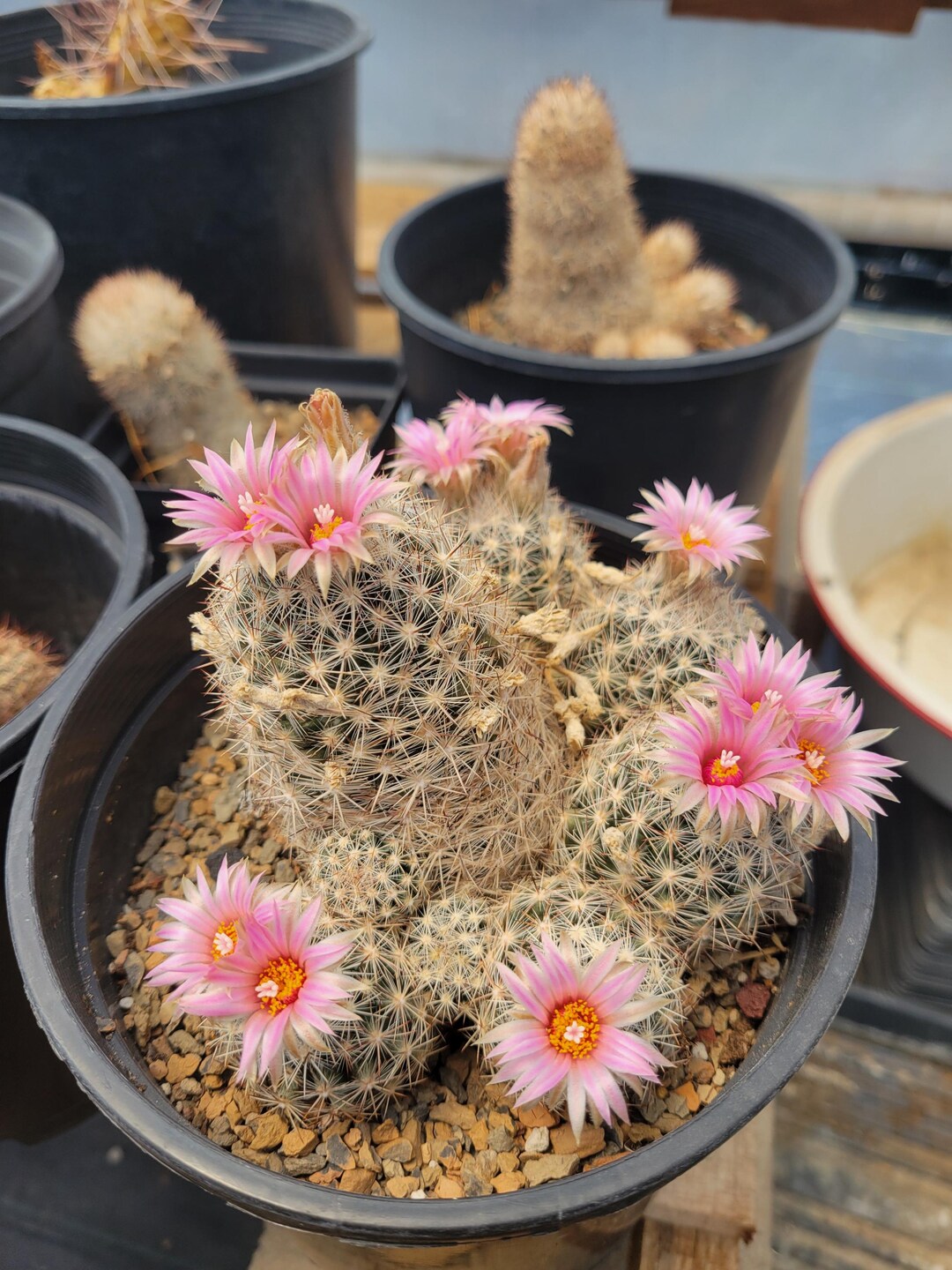 Escobaria Vivipara Hybrid (clump) COLD HARDY CACTUS - Etsy