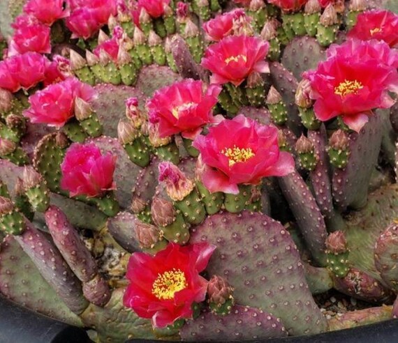Home & Living Opuntia hybrid 'Ruby Dream' COLD HARDY CACTUS Succulents ...