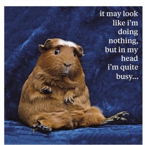 Funny Birthday Card ,animal Greeting Card, Horses ,guinea Pig,greeting ...