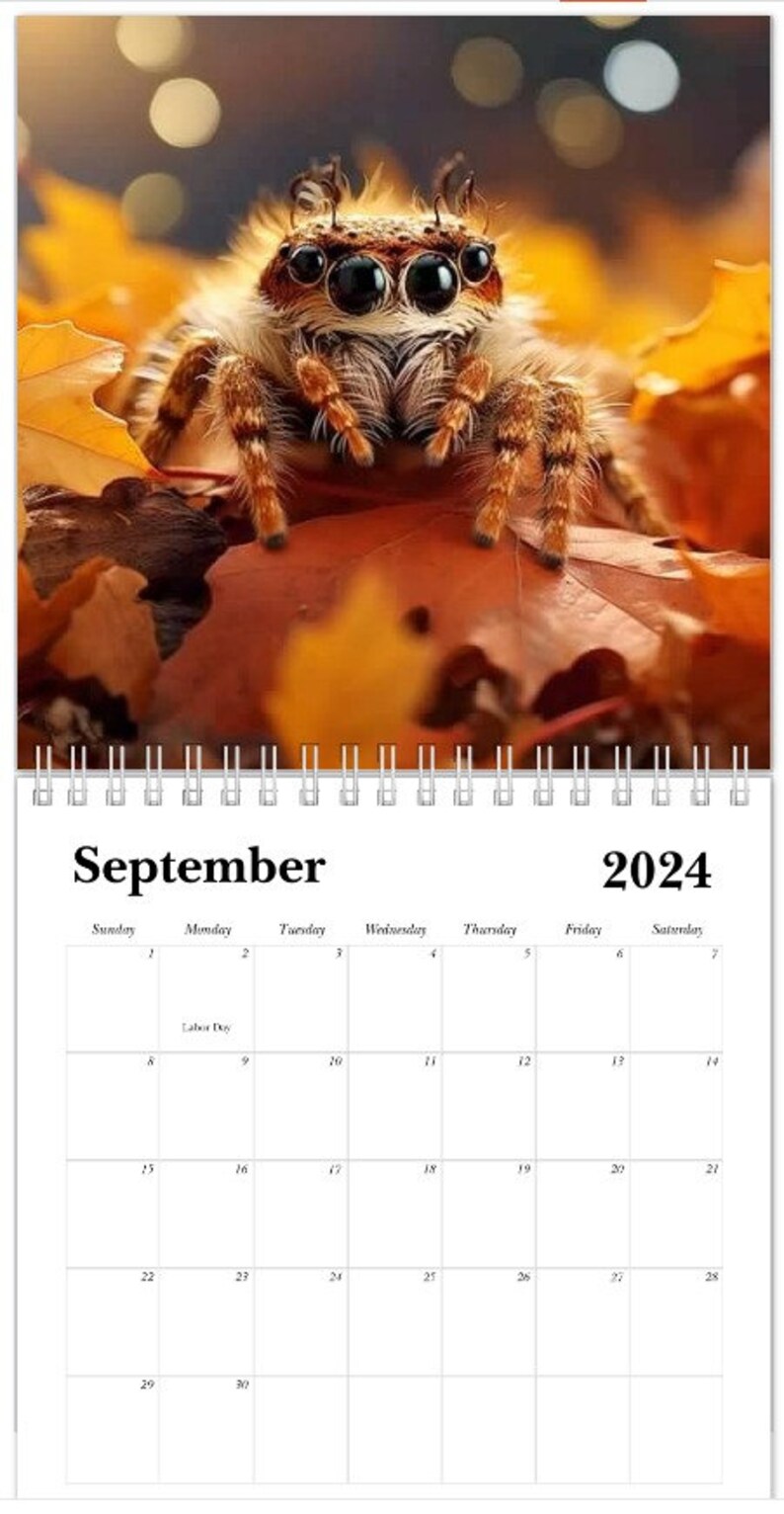 2024 Jumping Spiders 12x12in Wall Calendar, Full Size With Event Dates ...
