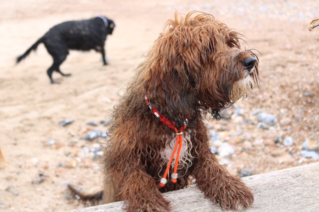 EM Tick-off Dog Necklace - Etsy