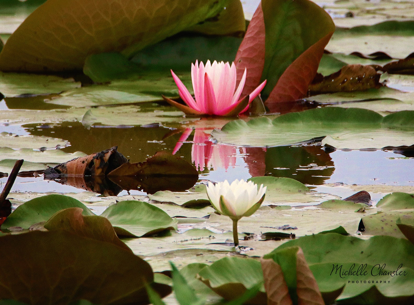 Lotus Flower Marsh Coastal Flower Photography Fine Art Etsy