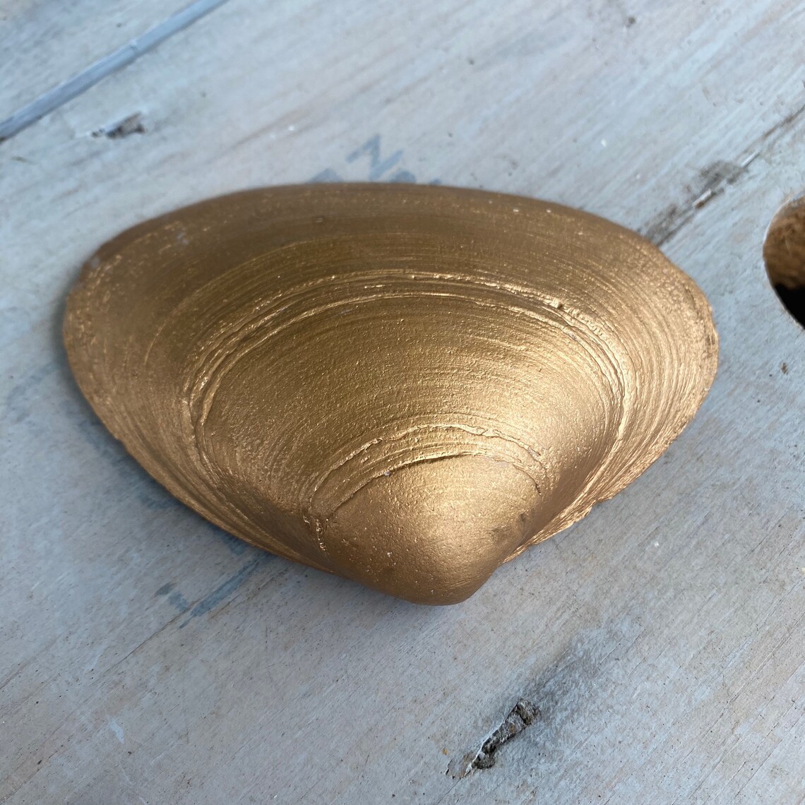 Decoupage Clam Shell Art Skull and Black Bird Beach Decor - Etsy