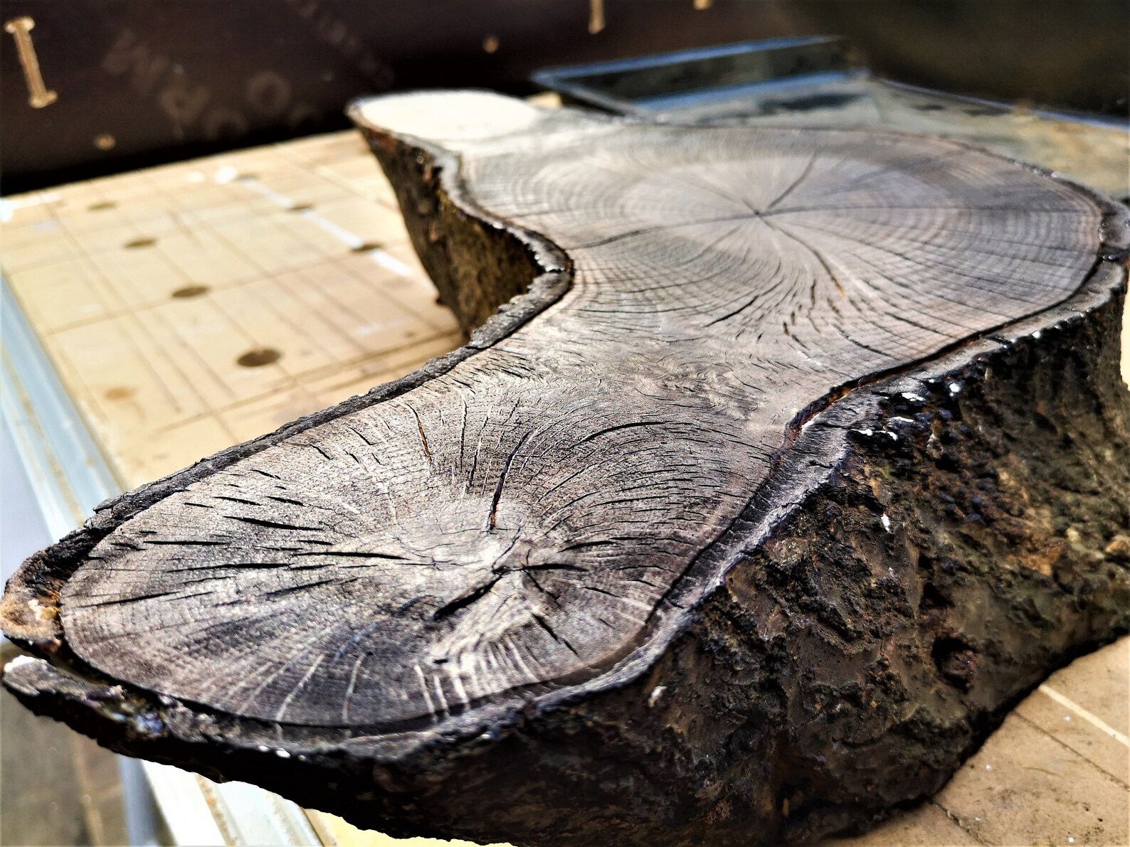 Canterbury Oak Trilogy . Shapes in Nature . Nature Inspired - Etsy