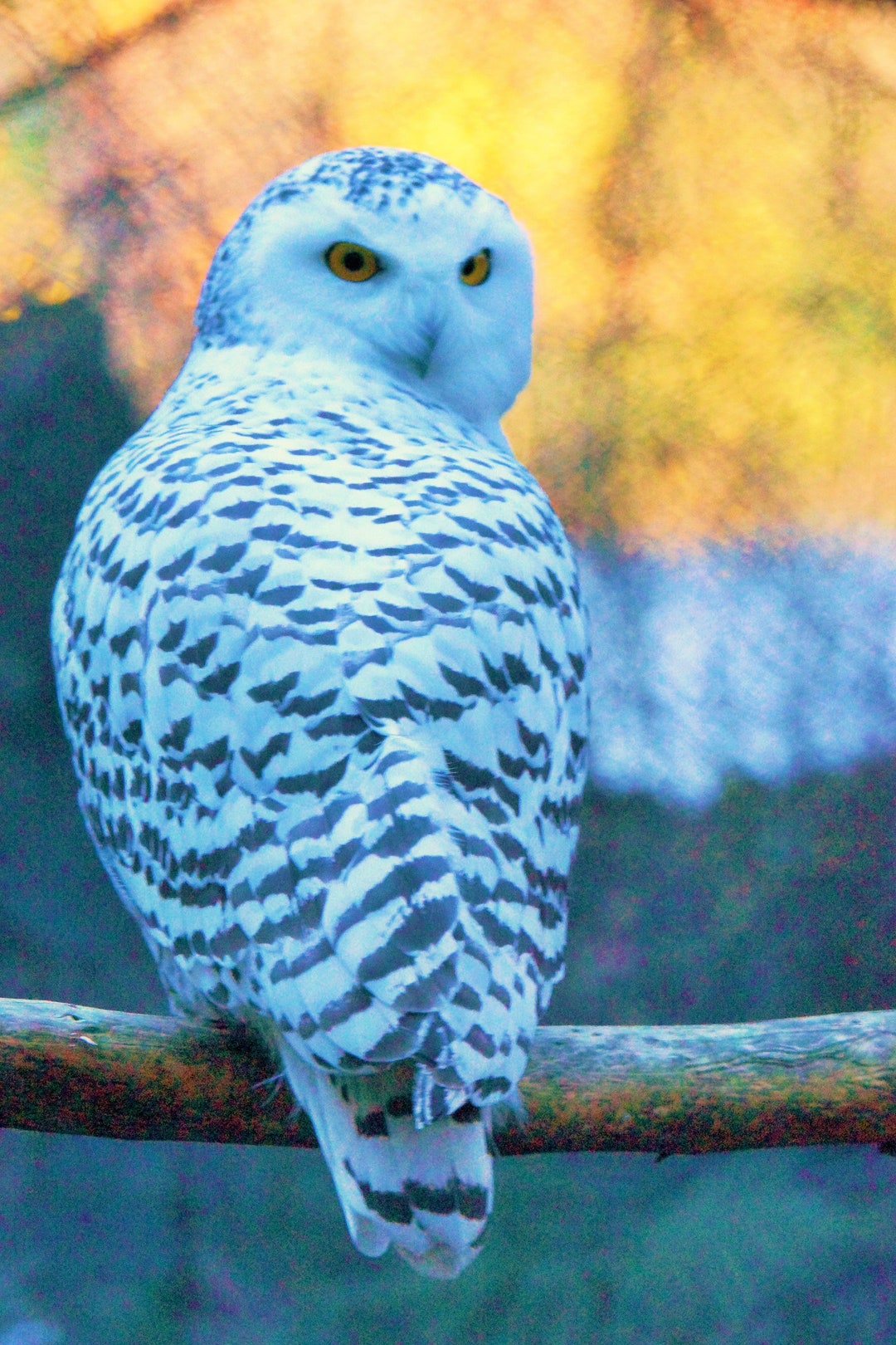 Snowy Owl Sunset Downloadable Image in High Resolution - Etsy