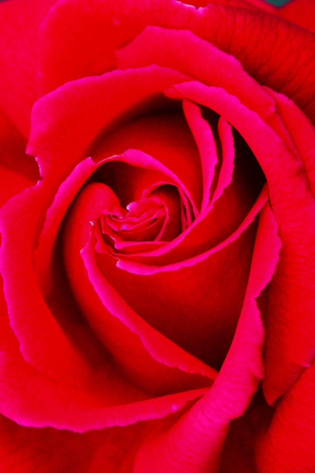 Digital Download High Resolution Downloadable Image of a Red Rose - Etsy