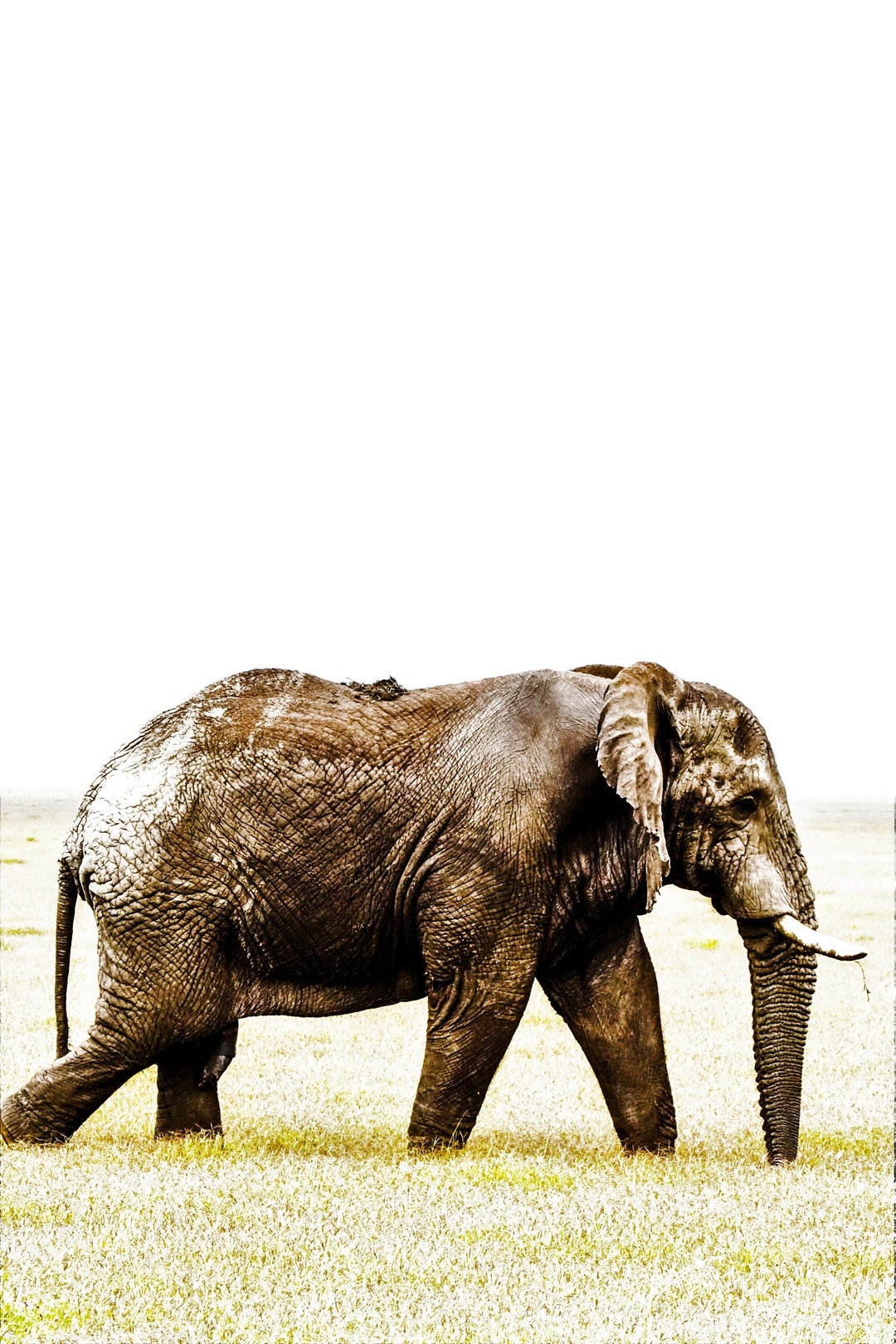 White Elephant Ngorongoro Crater High Resolution Digital Download ...
