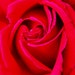 2 High Resolution Flower Images for Download. Create Your Own Art. - Etsy
