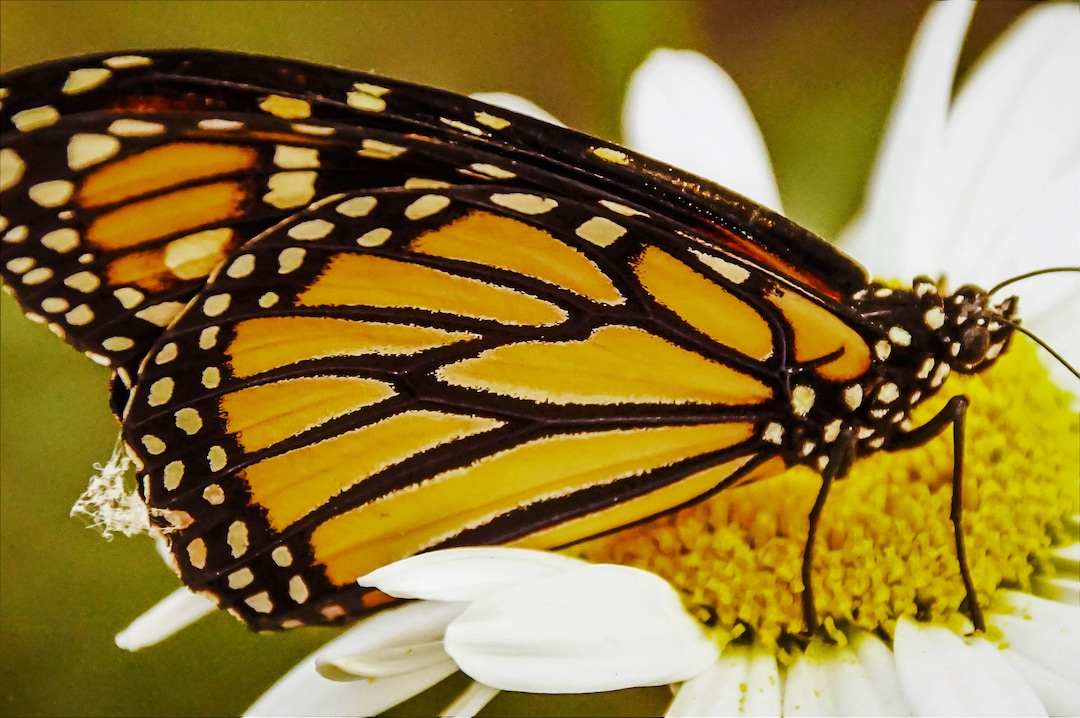 5 High Resolution, Downloadable Butterfly Images. Create Your Own Art ...