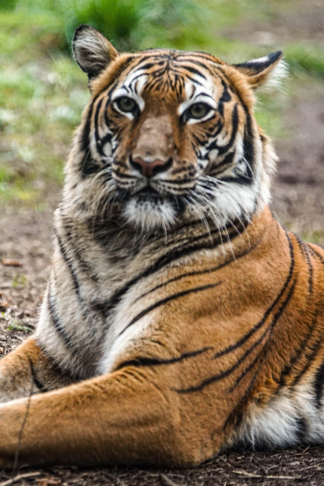 Tigress Downloadable Digital Image in High Resolution by Ian Phares ...