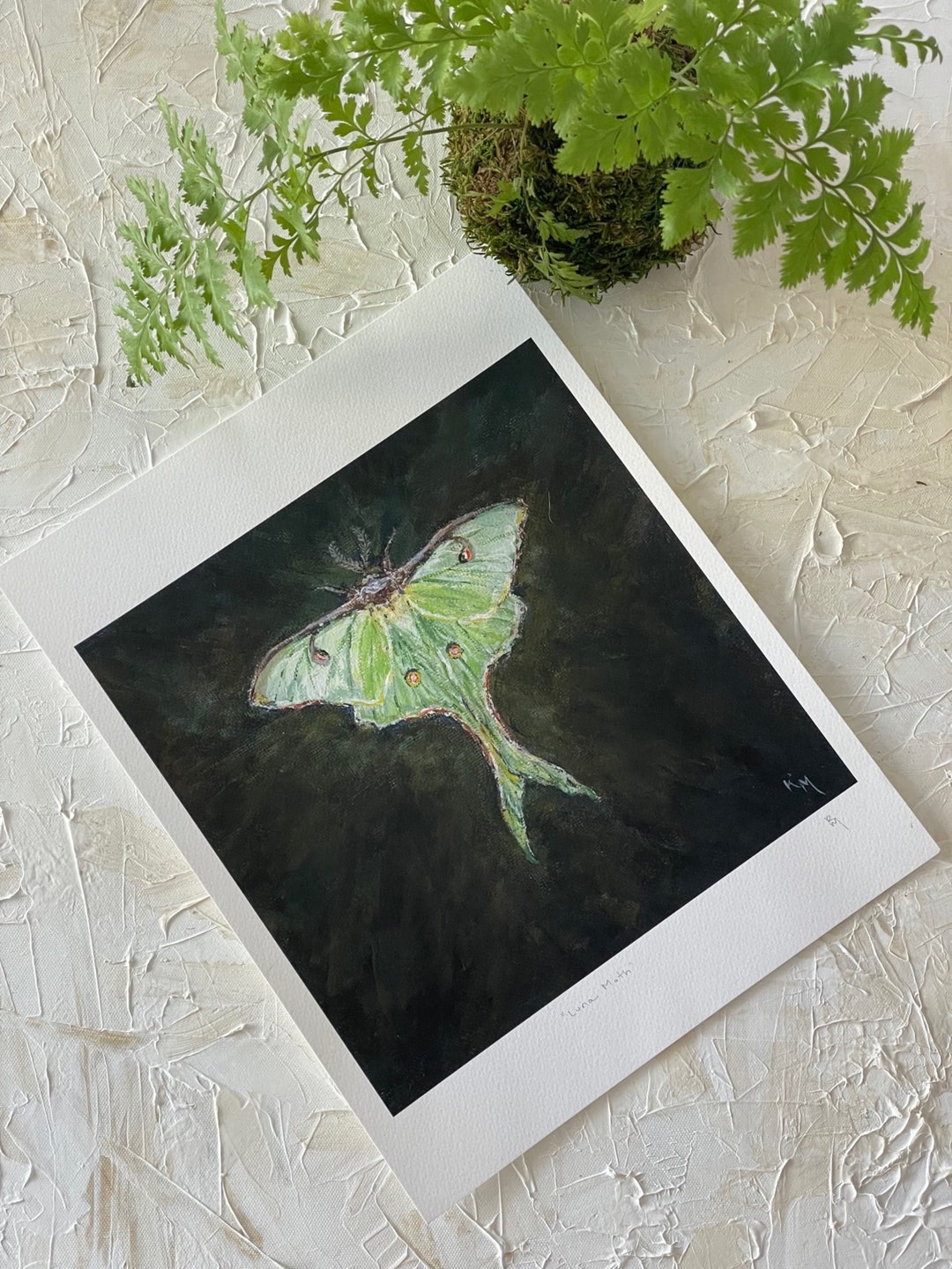 Luna Moth Print - Etsy
