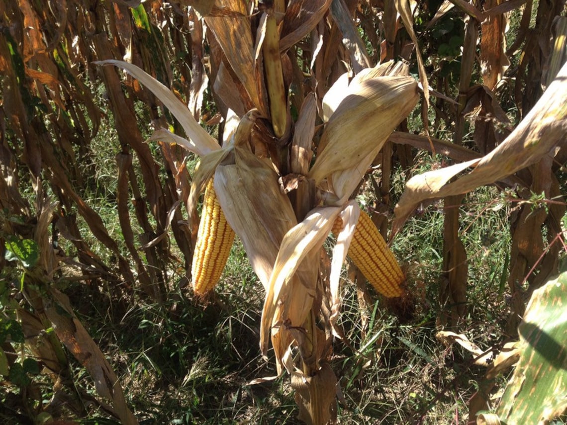 Shelled Corn Animal Wildlife Feed - Etsy