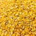 Shelled Corn Animal Wildlife Feed - Etsy