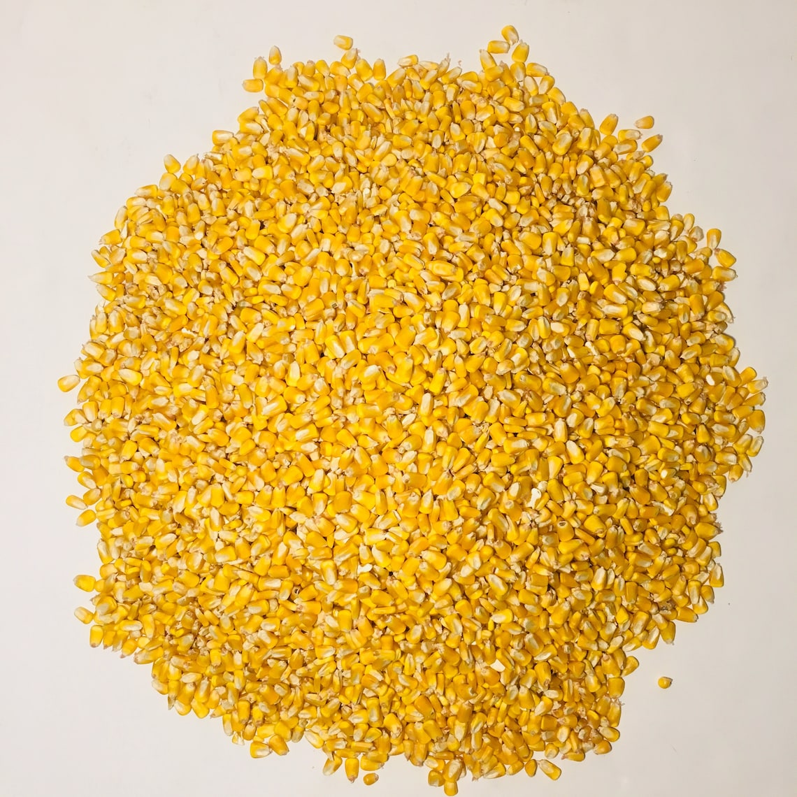 Shelled Corn Animal Wildlife Feed - Etsy