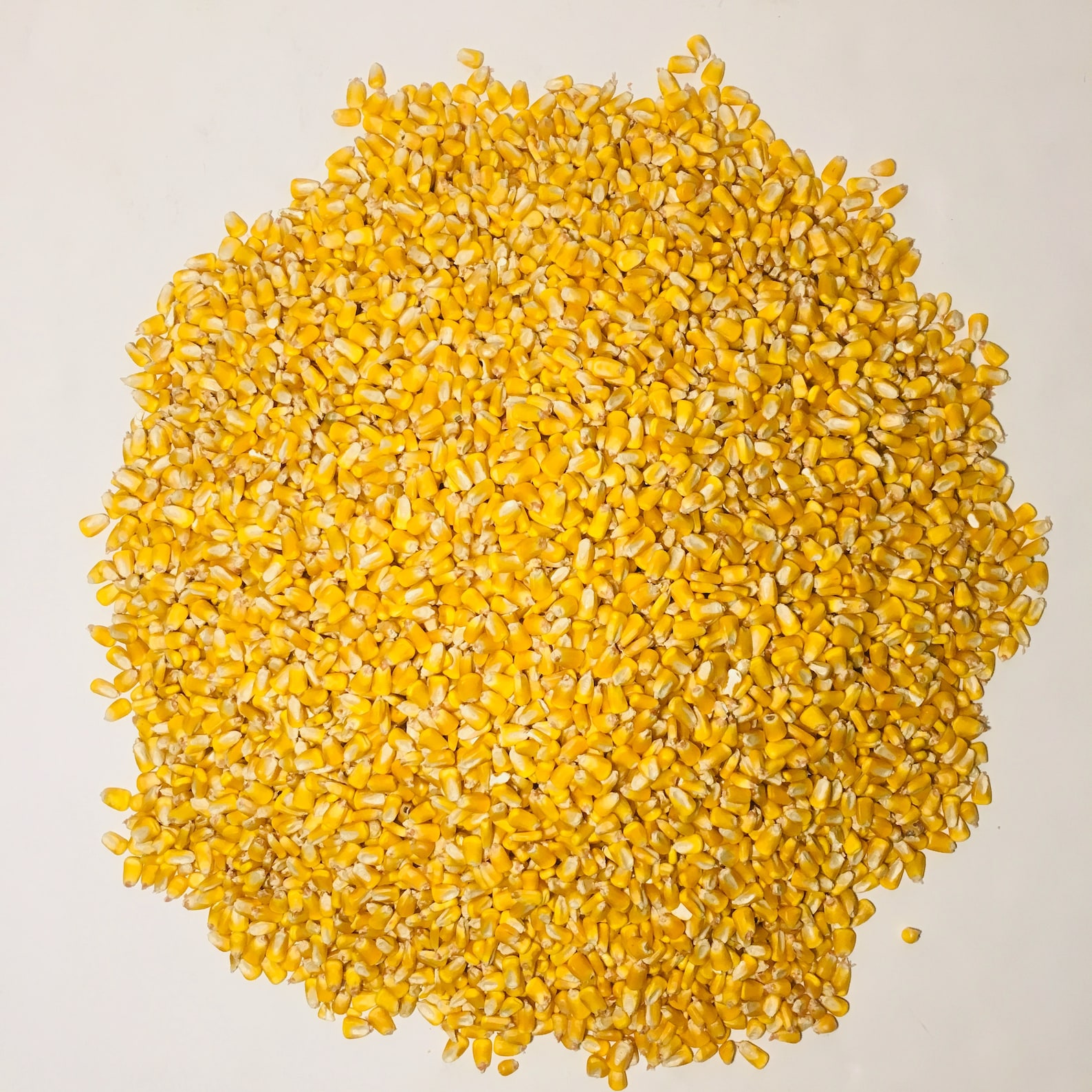 Shelled Corn Animal Wildlife Feed - Etsy