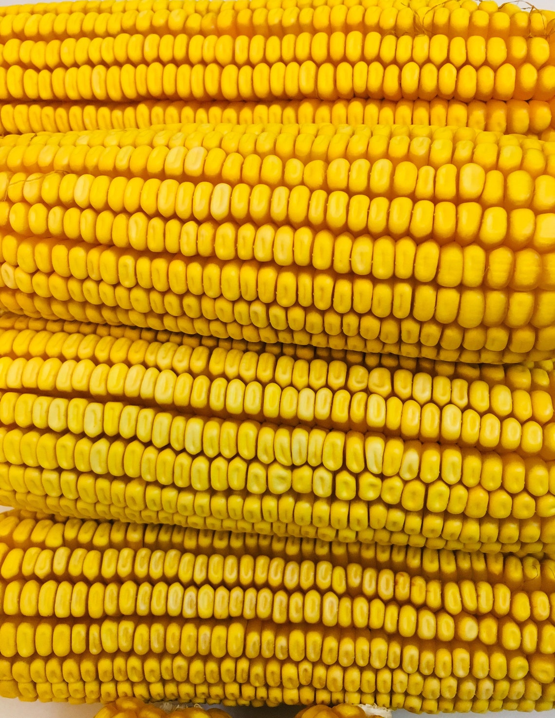 Shelled Corn Animal Wildlife Feed - Etsy