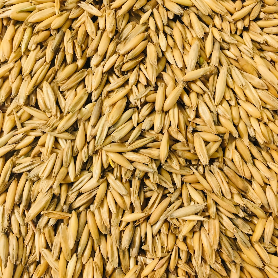 Whole Grain Oats Animal Feed Unhulled - Etsy