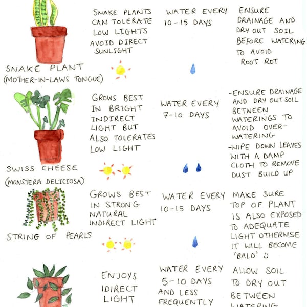 House Plant Identification - Etsy