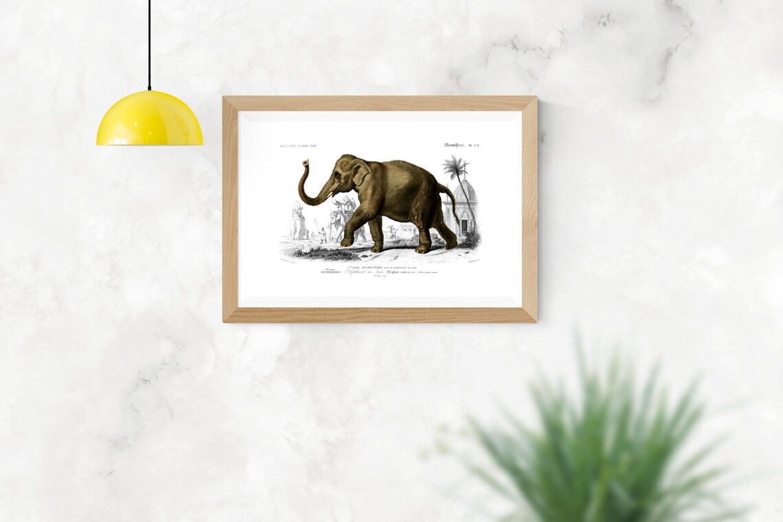 Vintage Indian Elephant Wall Art Printable, Poster, Historical Elephant ...