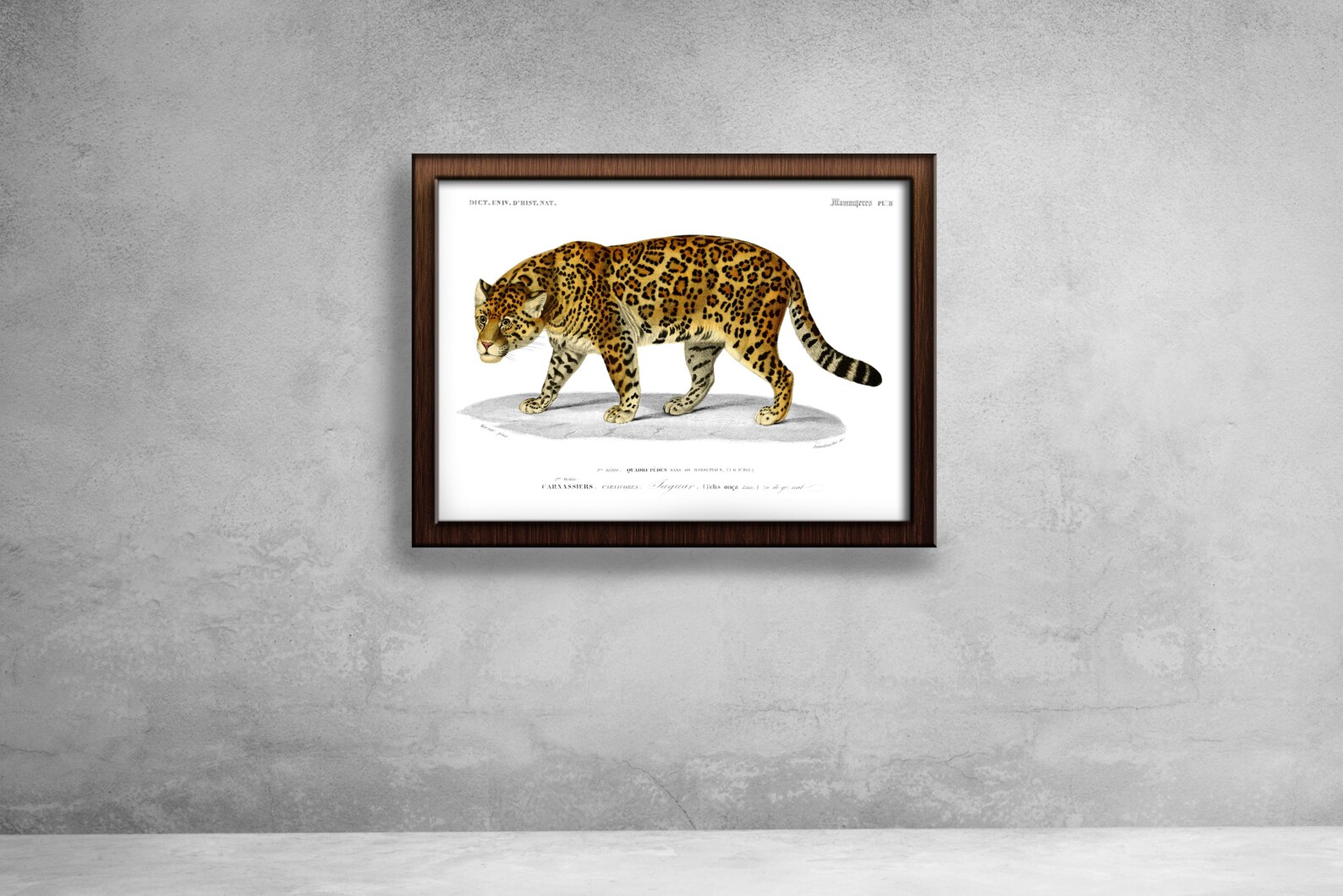 Vintage Jaguar Wall Art Printable, Jaguar Poster, Historical Jaguar ...