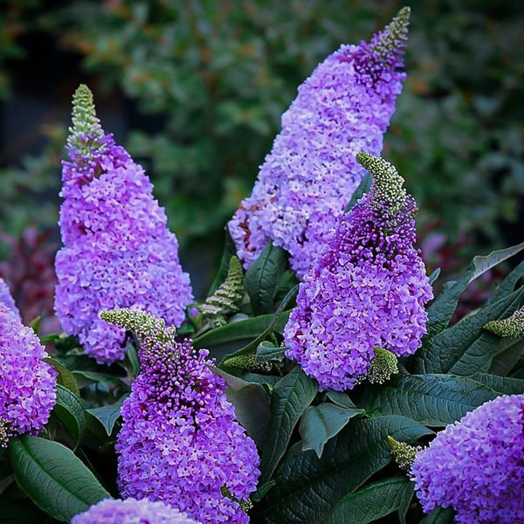 Pugster Amethyst® Butterfly Bush Dwarf Buddleia - Etsy