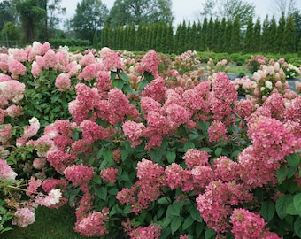 FIRE LIGHT TIDBIT, 4 Pot Size ® Proven Winners Colorchoice Flowering ...