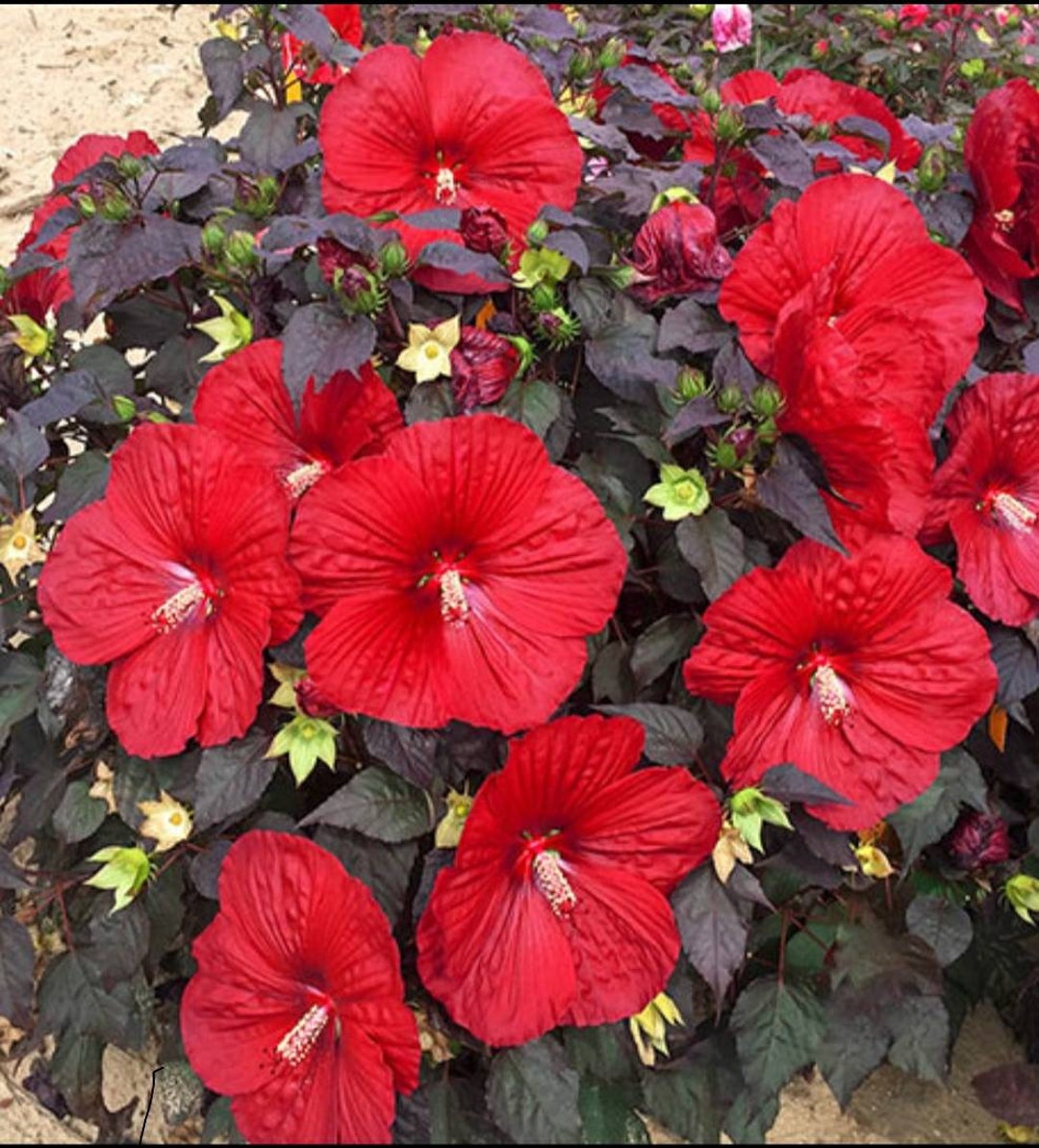 Hardy Hibiscus Holy Grail Deep Red Leaves and Flowers Live Plant. - Etsy