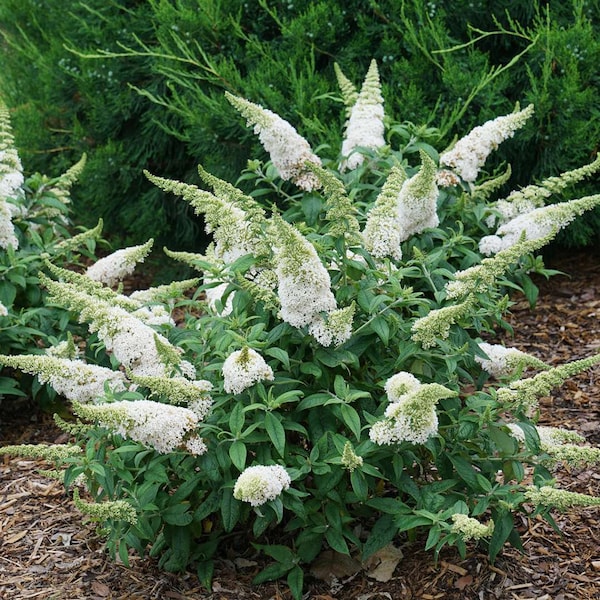 Dwarf Butterfly Bush - Etsy