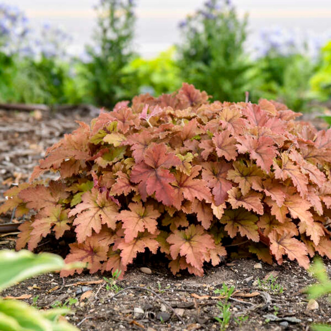 Heucherella Copper King Foamy Bells. Native Perennial for Shade. Live ...