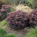 Sedum "back in Black" Live Perennial Native Plant. - Etsy