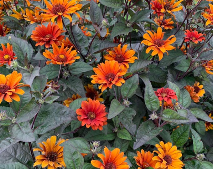 Heliopsis "bleeding Hearts" False Sunflower. Oxeye Sunflower. Live ...