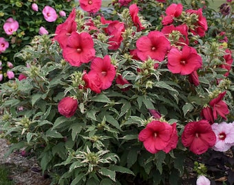 Hardy Hibiscus Evening Rose. Swamp Mallow. Live Native Plant - Etsy