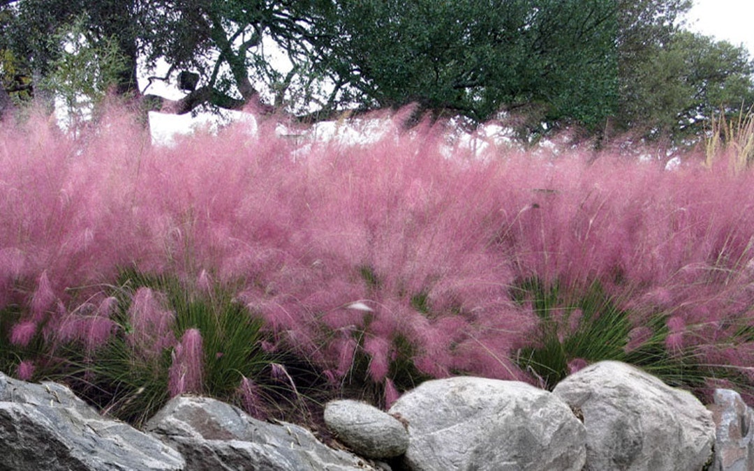 Pink Muhly Grass Cotton Candy Grass Muhlenbergia Capillaris Live Native Perennial Plant Etsy